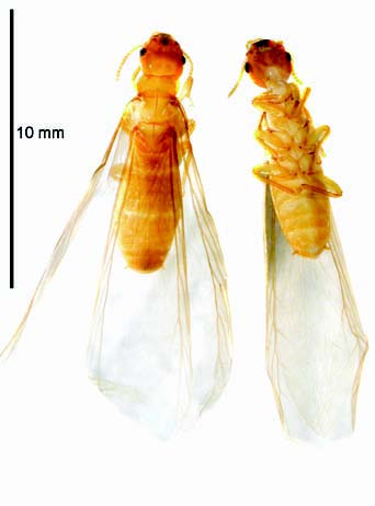 NZ Farm Forestry - Australian termites in New Zealand