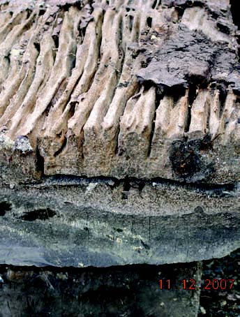 NZ Farm Forestry - Australian termites in New Zealand