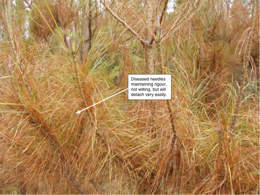NZ Farm Forestry - Red needle cast